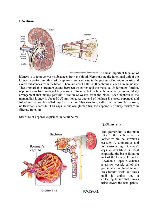 Kidney | PDF