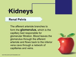 Kidney | PPT