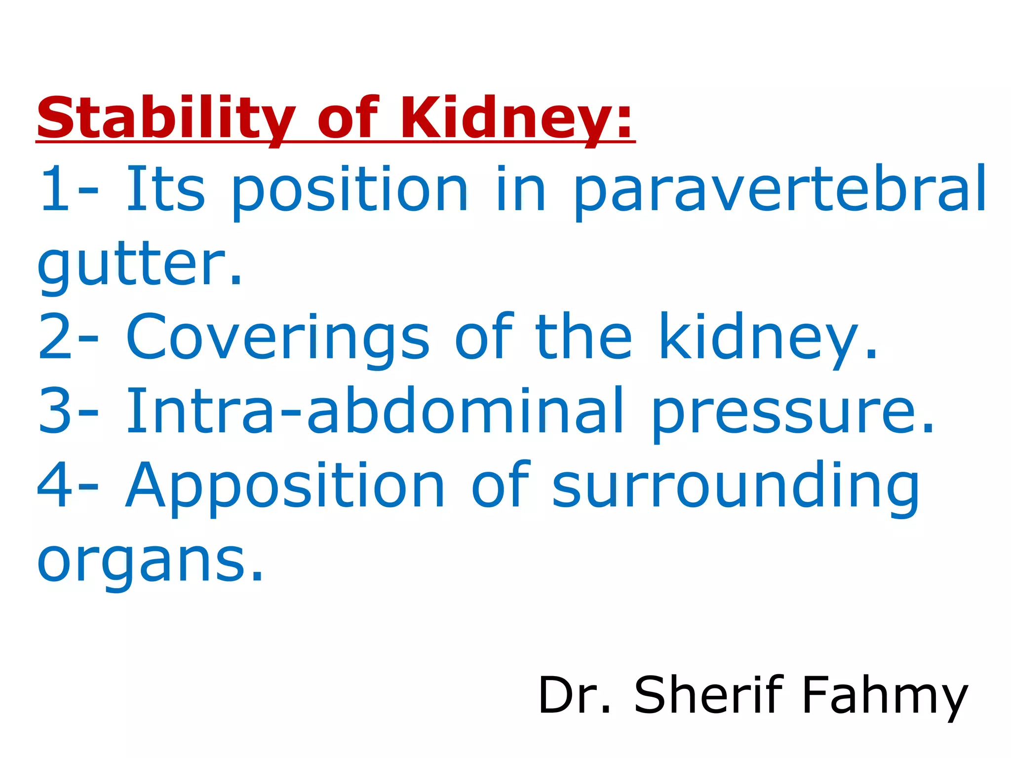 The Kidneys (Anatomy of the Abdomen) | PPS