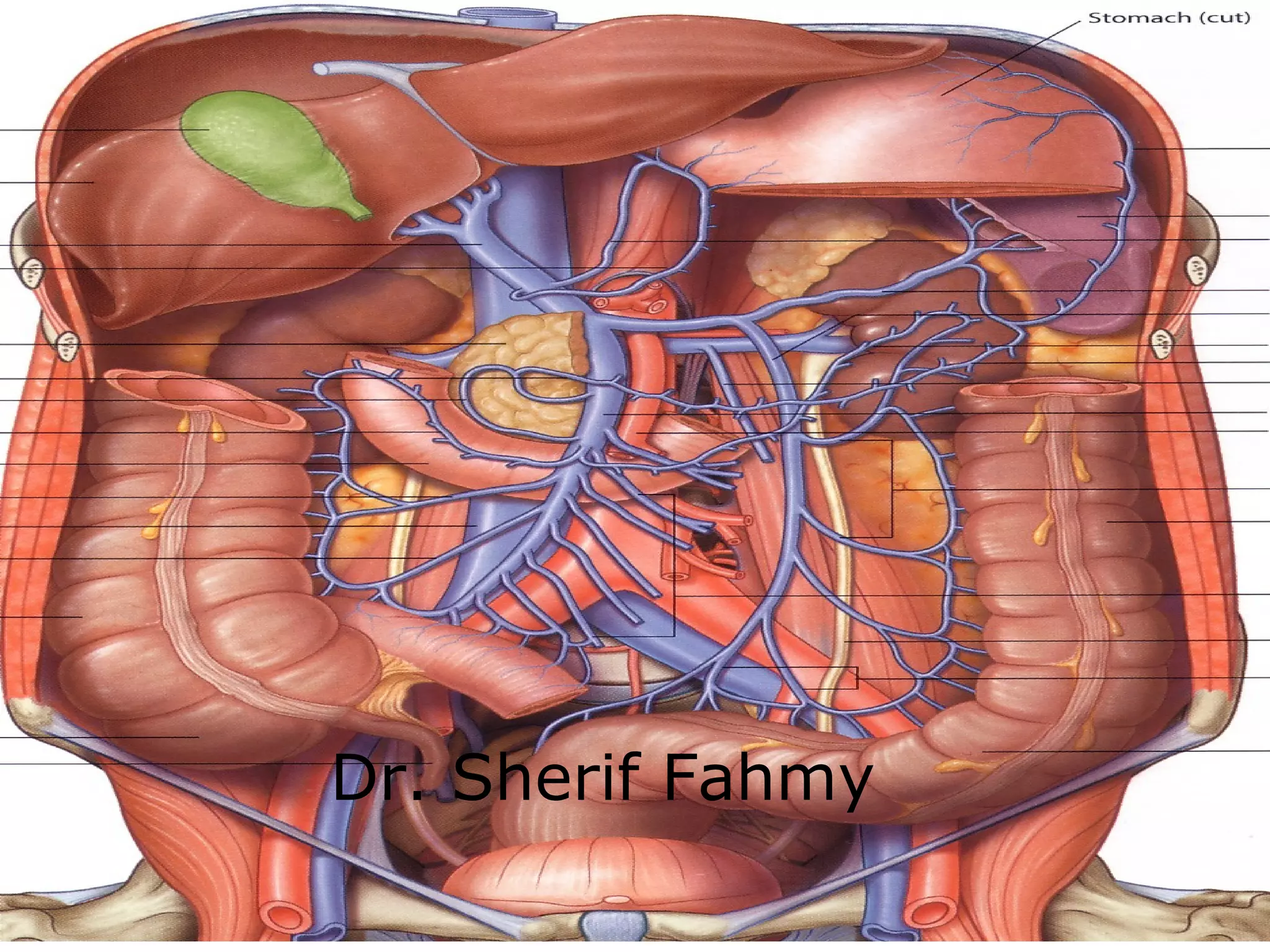The Kidneys (Anatomy of the Abdomen) | PPS