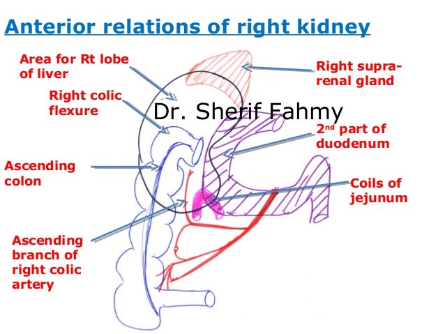 The Kidneys (Anatomy of the Abdomen)