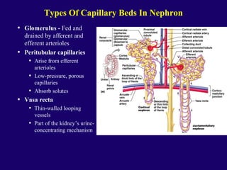 Kidney | PPT