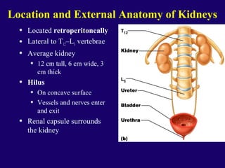 Kidney | PPT