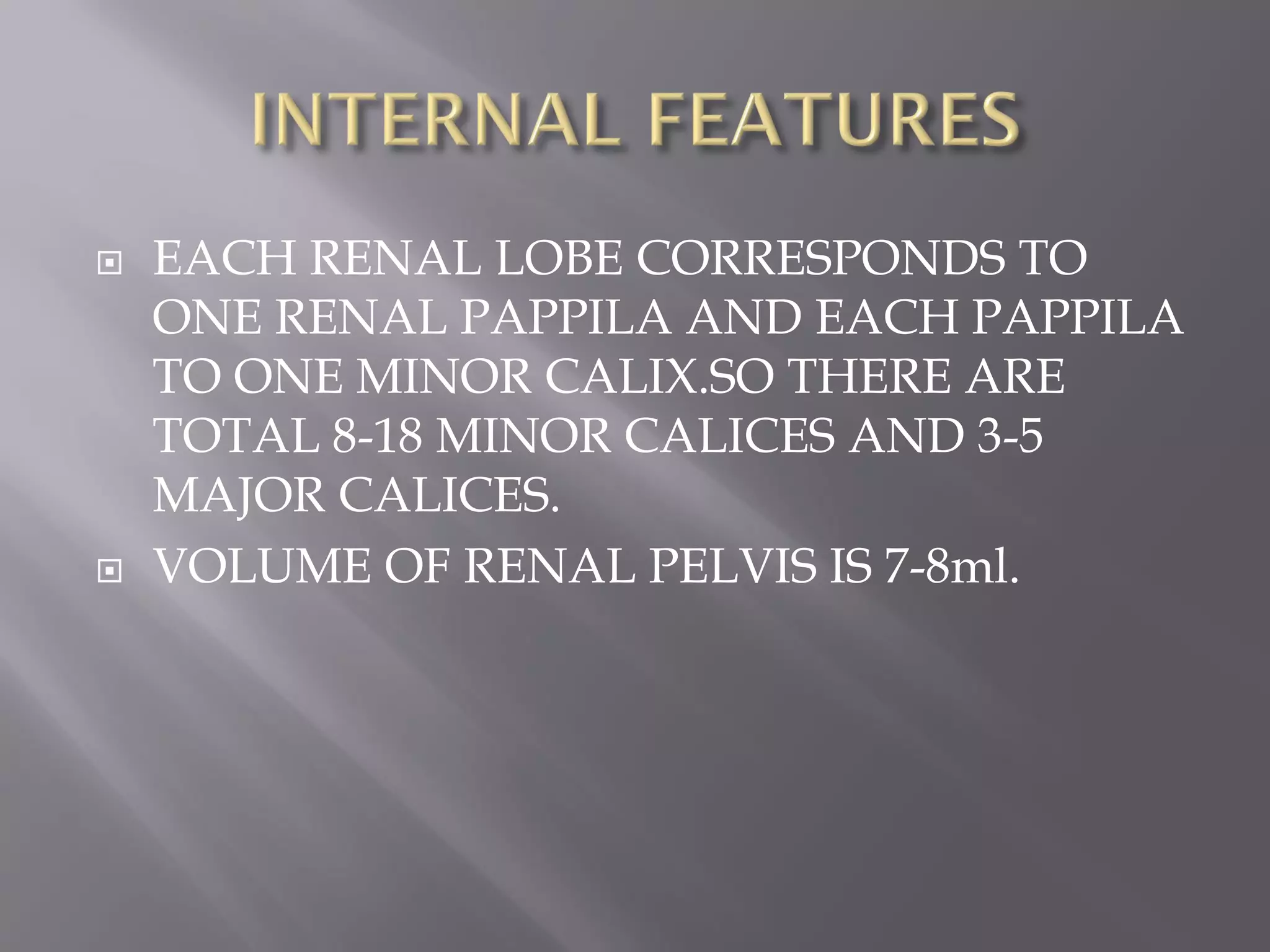 Anatomy of kidney | PDF