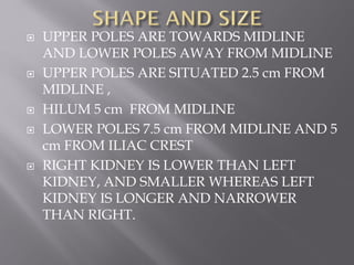 Anatomy of kidney | PDF