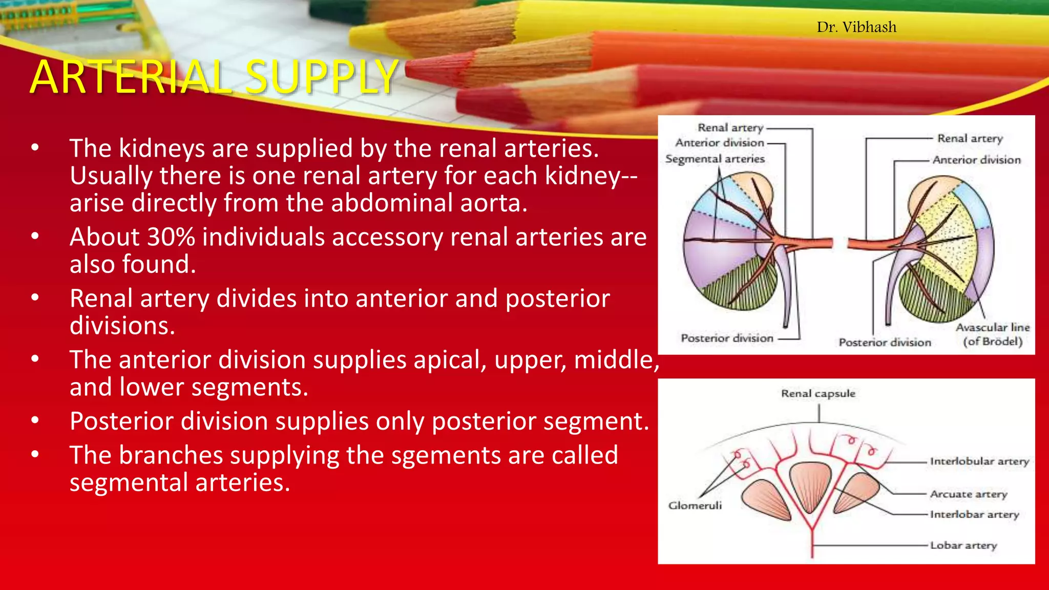 Kidney | PPTX