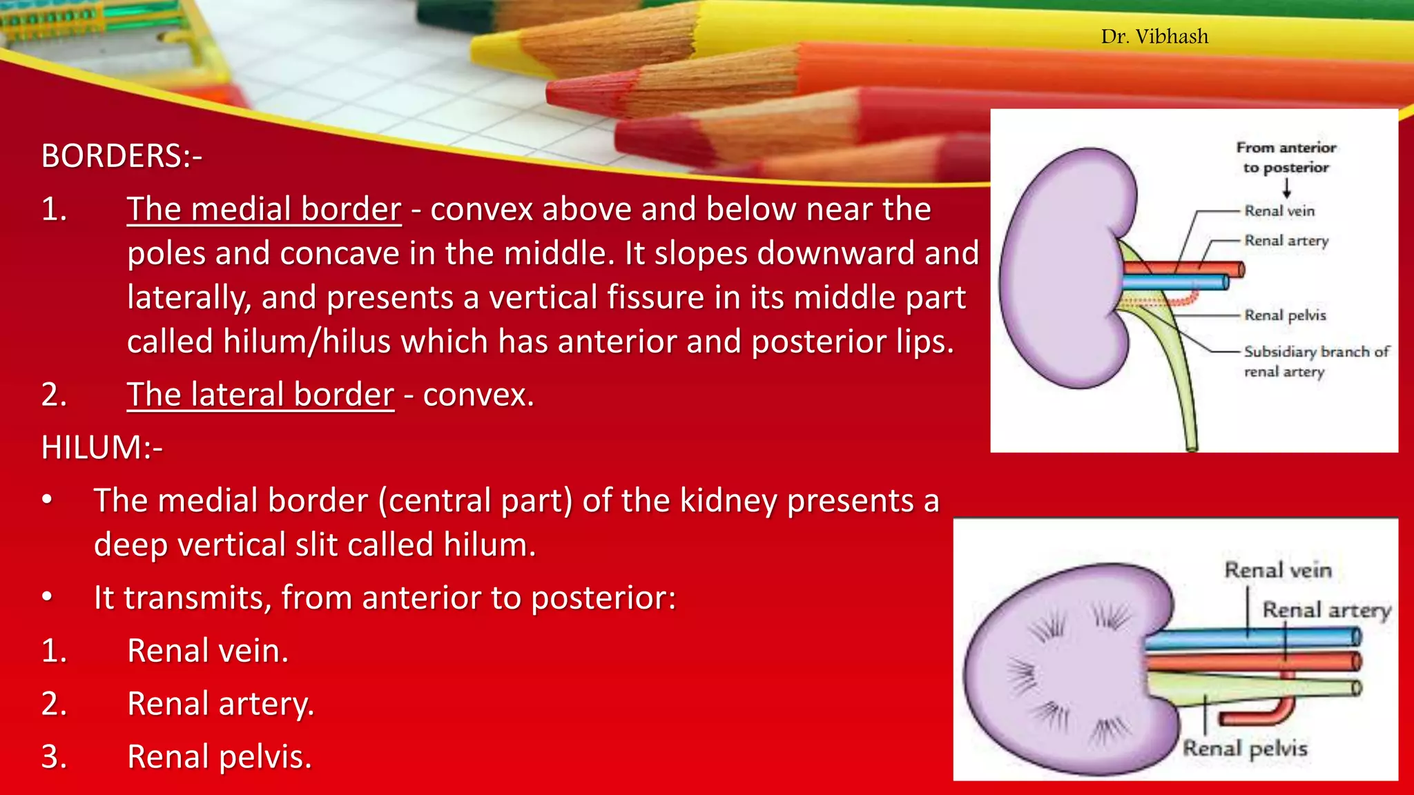 Kidney | PPTX