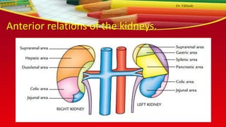 Kidney | PPTX
