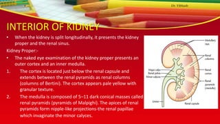 Kidney | PPTX