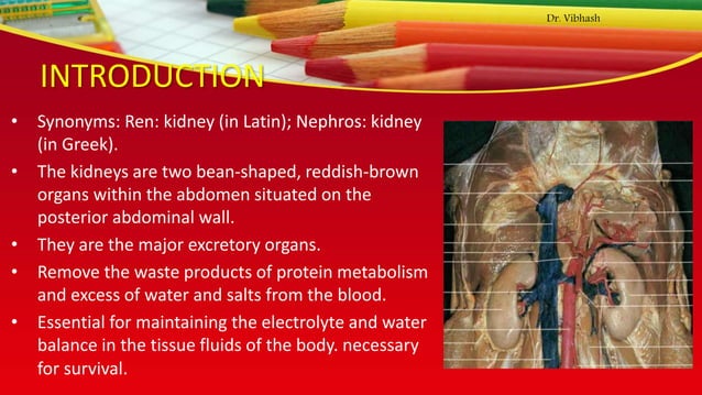 Kidney | PPTX