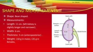 Kidney | PPTX