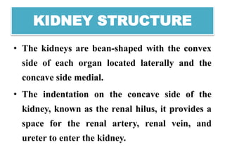 Anatomy UHSR Solved QP. 2017 for B. Sc Nursing Students | PPTX