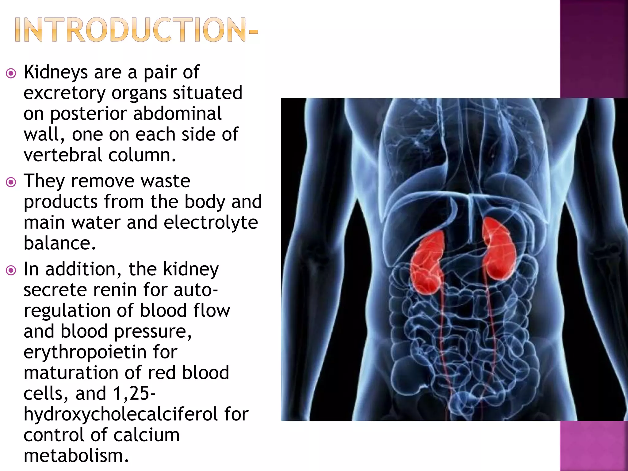Kidney | PPT