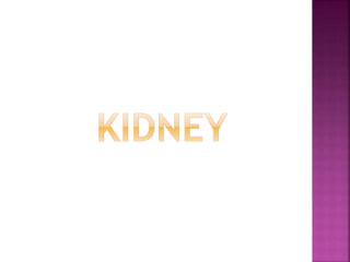 Kidney | PPT