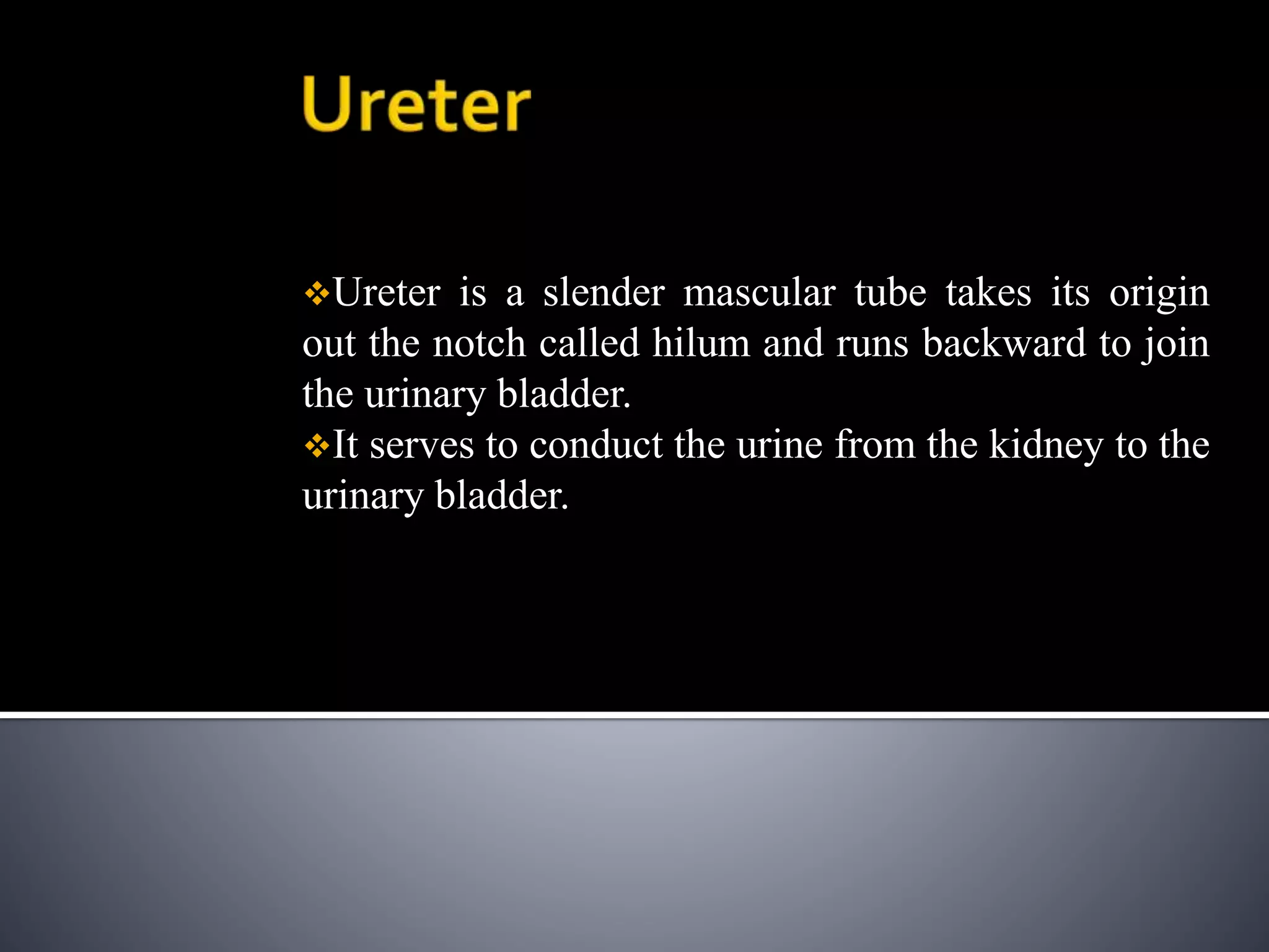 Kidney | PPTX
