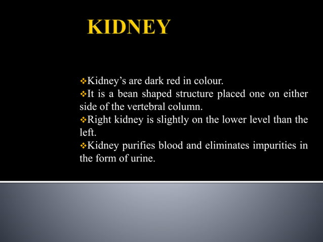 Kidney | PPTX