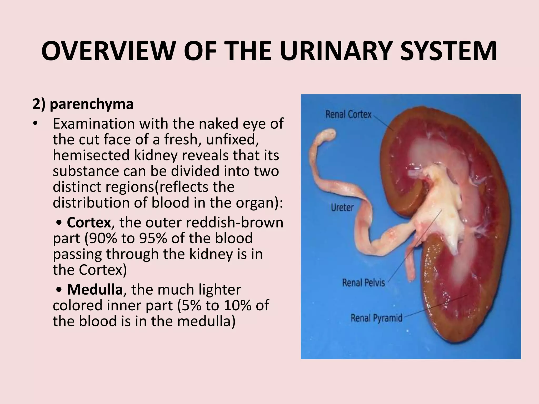 Histology of the Kidney part 1 | PPT