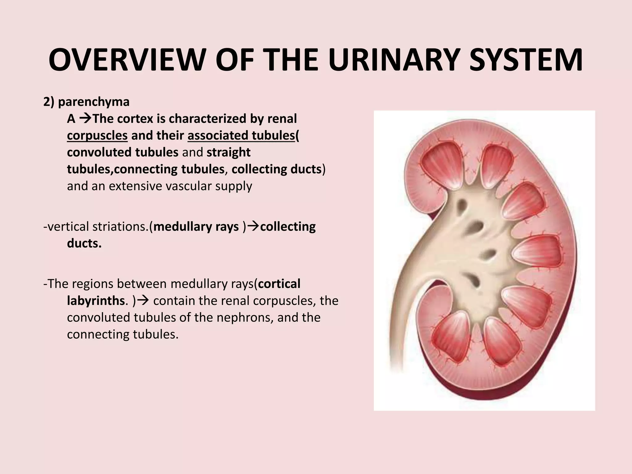 Histology of the Kidney part 1 | PPT