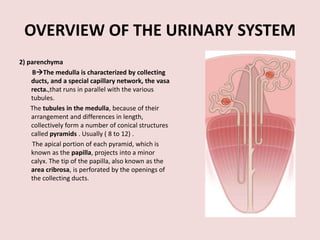 Histology of the Kidney part 1 | PPT