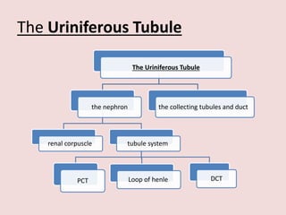 Histology of the Kidney part 1 | PPT