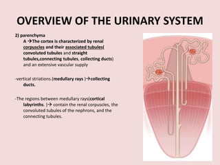 Histology of the Kidney part 1 | PPT