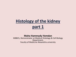 Histology of the Kidney part 1 - maha hammady | PPTX