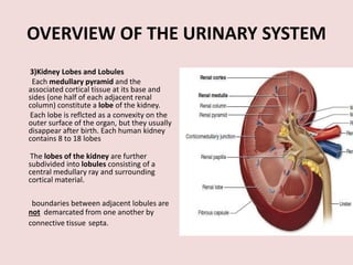 Histology of the Kidney part 1 - maha hammady | PPTX