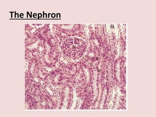 Histology of the Kidney part 1 - maha hammady | PPTX