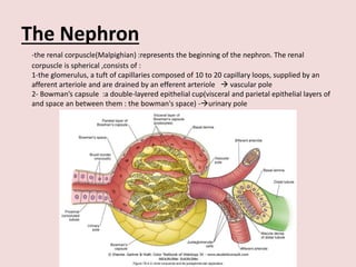 Histology of the Kidney part 1 - maha hammady | PPTX