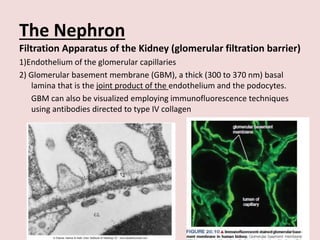 Histology of the Kidney part 1 - maha hammady | PPTX