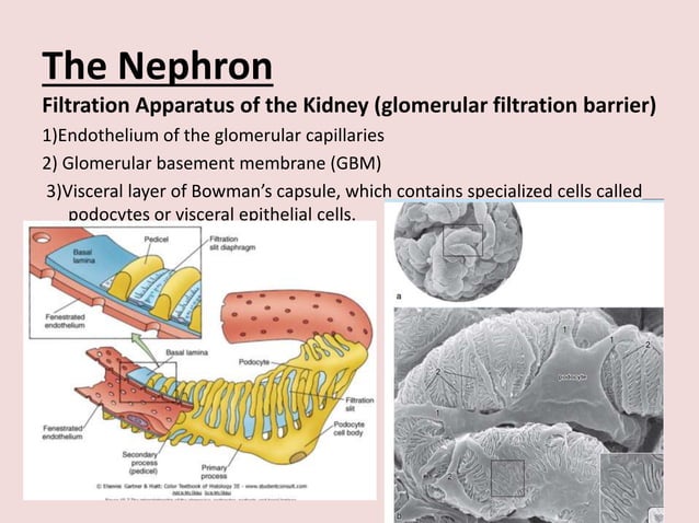 Histology of the Kidney part 1 - maha hammady | PPTX