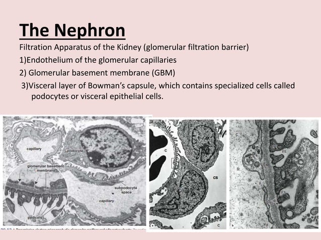 Histology of the Kidney part 1 - maha hammady | PPTX