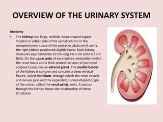 Histology of the Kidney part 1 - maha hammady | PPTX
