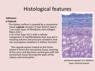 Histology of the Kidney part 1 - maha hammady | PPTX