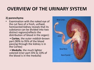 Histology of the Kidney part 1 - maha hammady | PPTX