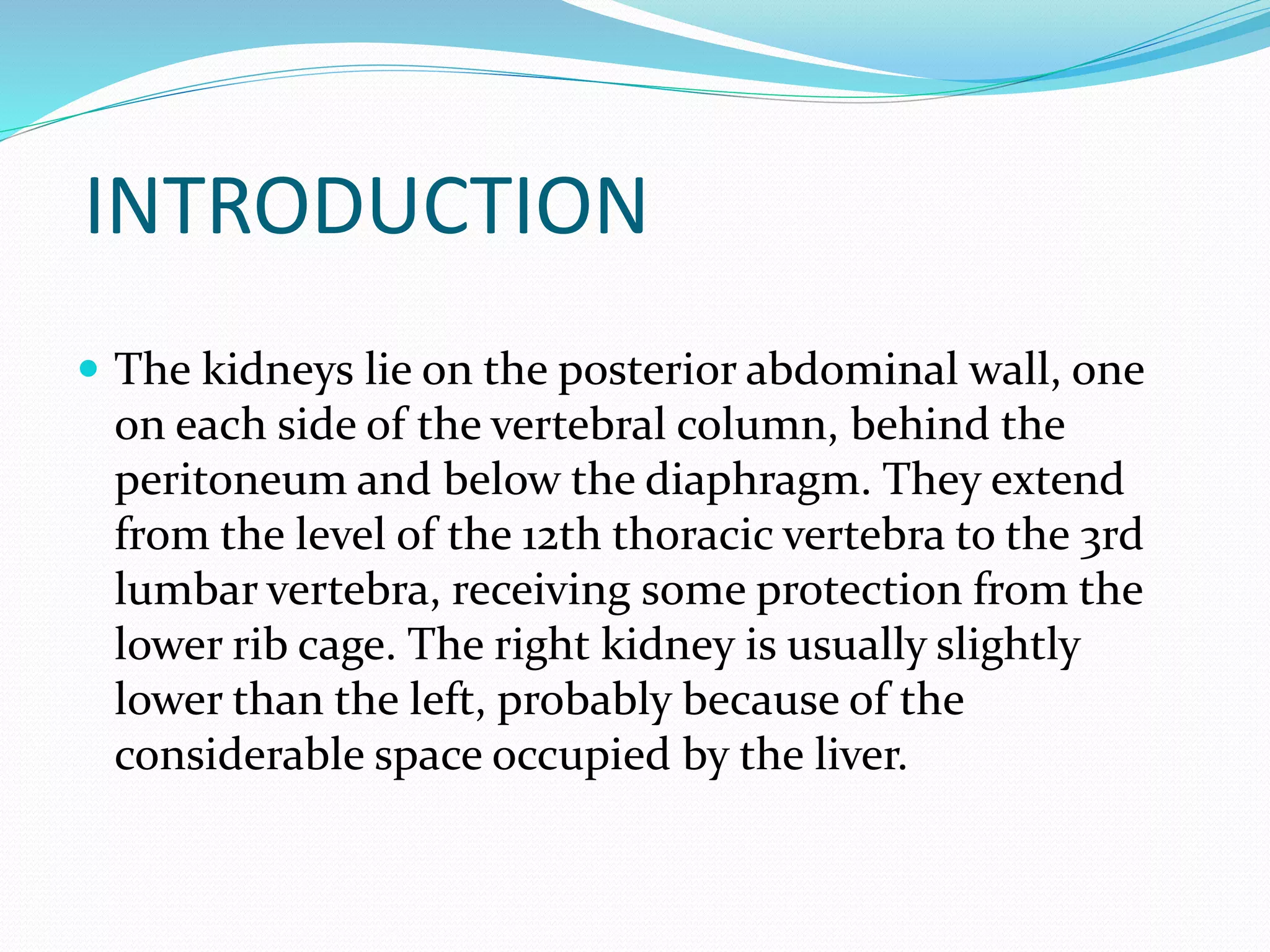 Kidney anatomy and physiology | PPTX