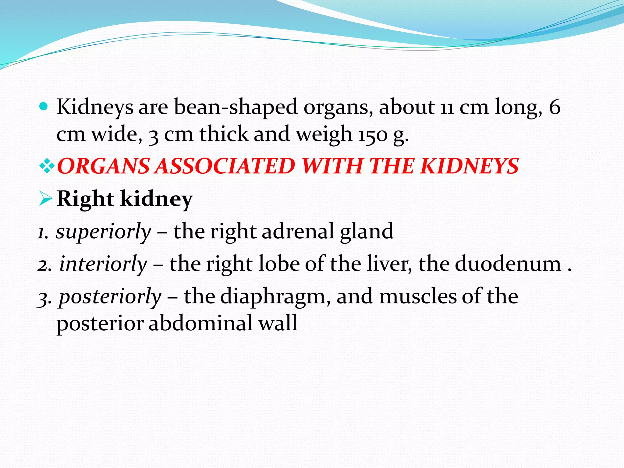 Kidney anatomy and physiology | PPTX