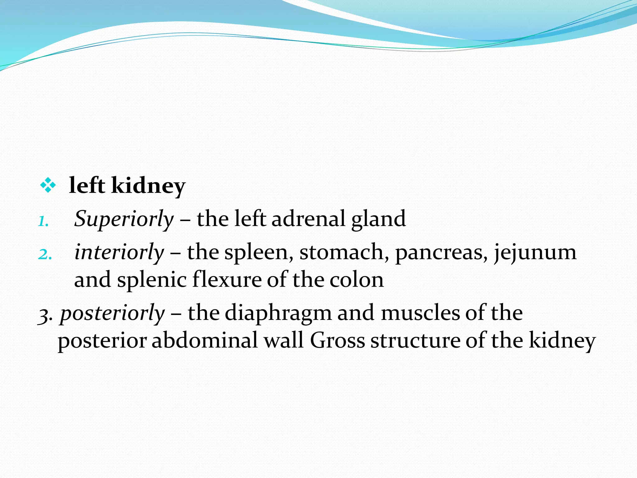 Kidney anatomy and physiology | PPTX