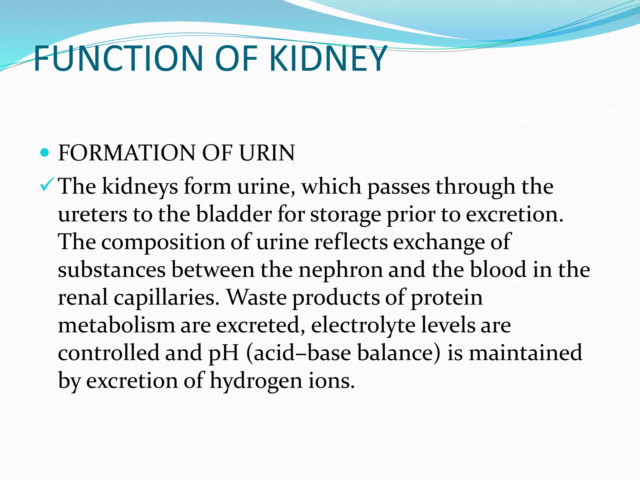Kidney anatomy and physiology | PPTX