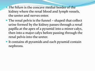 Kidney anatomy and physiology | PPTX