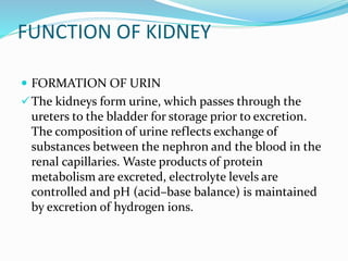 Kidney anatomy and physiology | PPTX