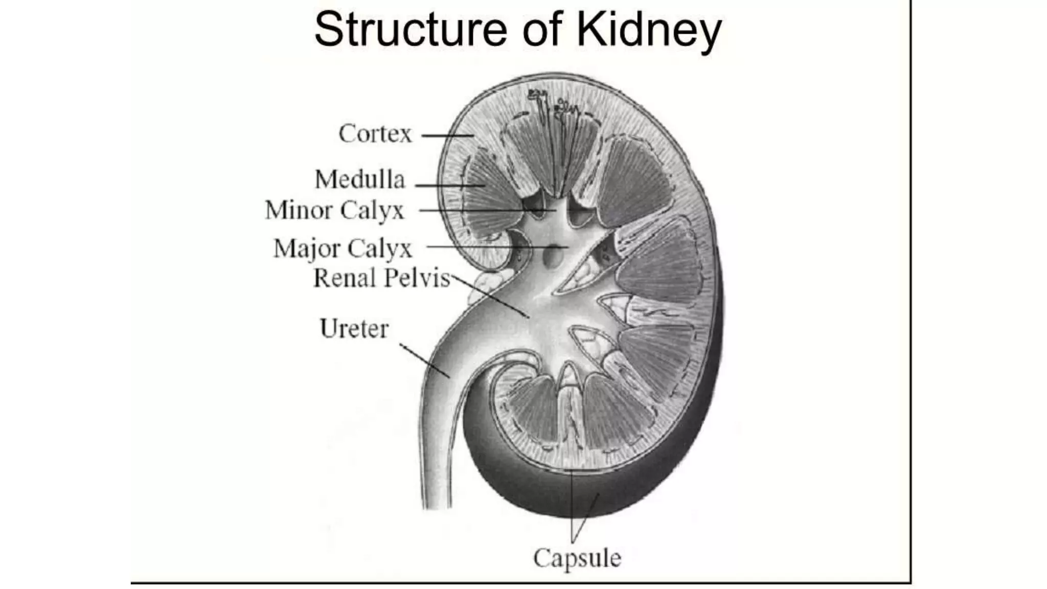 Kidney (STRUCTURE AND FUNCTIONS) (: The Guyton and Hall physiology) | PPTX