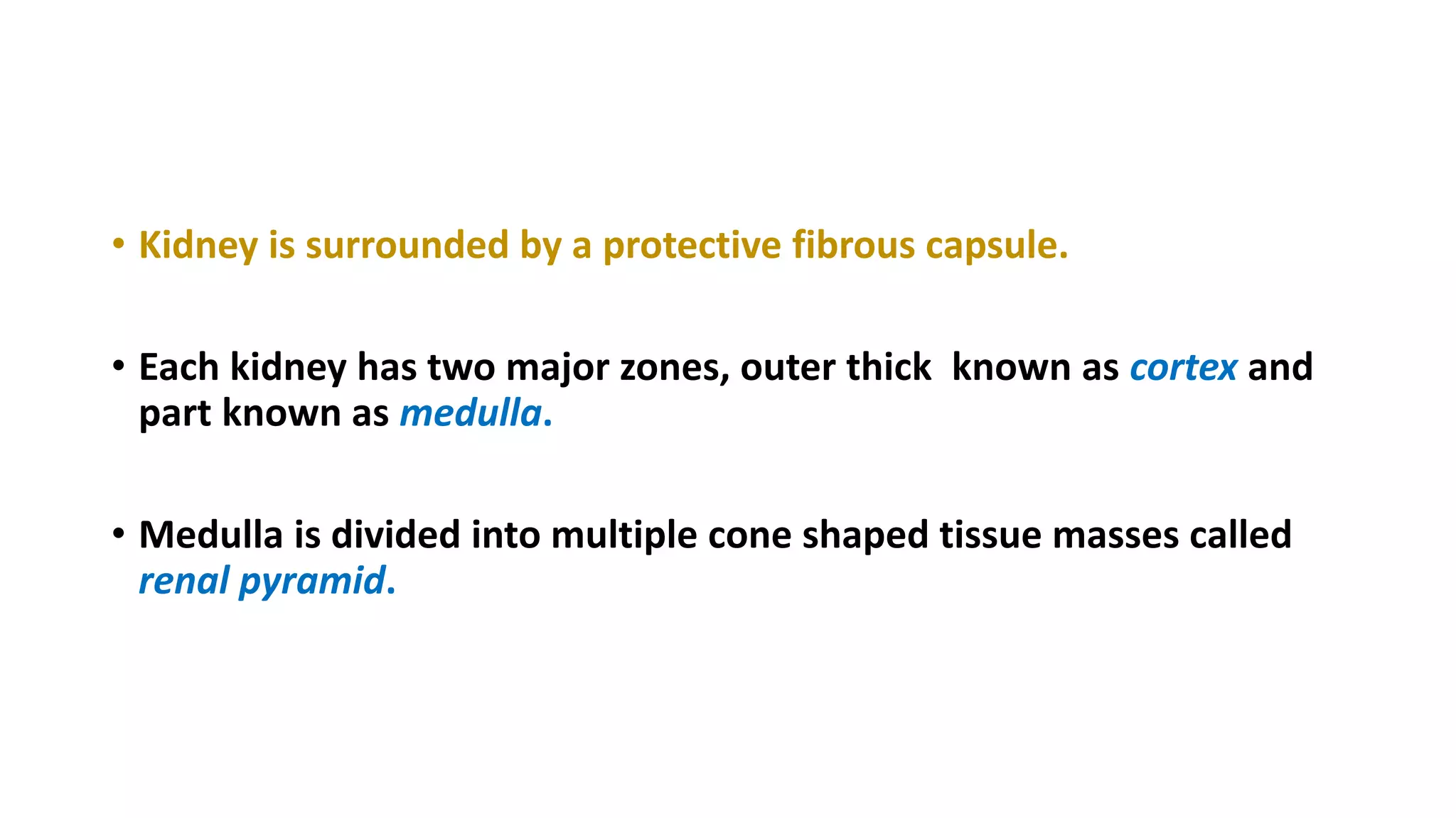 Kidney (STRUCTURE AND FUNCTIONS) (: The Guyton and Hall physiology) | PPTX