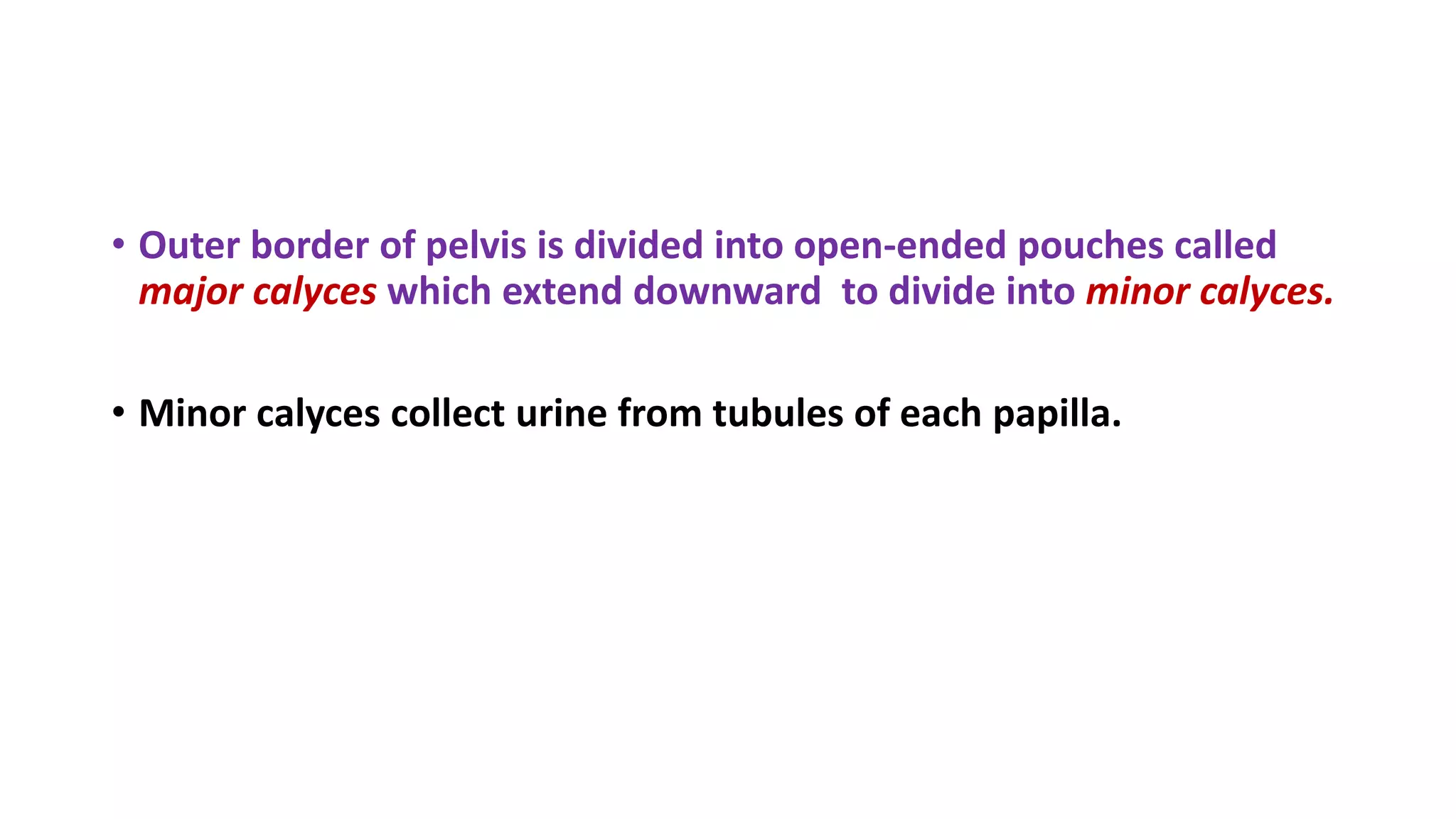 Kidney (STRUCTURE AND FUNCTIONS) (: The Guyton and Hall physiology) | PPTX