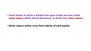 Kidney (STRUCTURE AND FUNCTIONS) (: The Guyton and Hall physiology) | PPTX