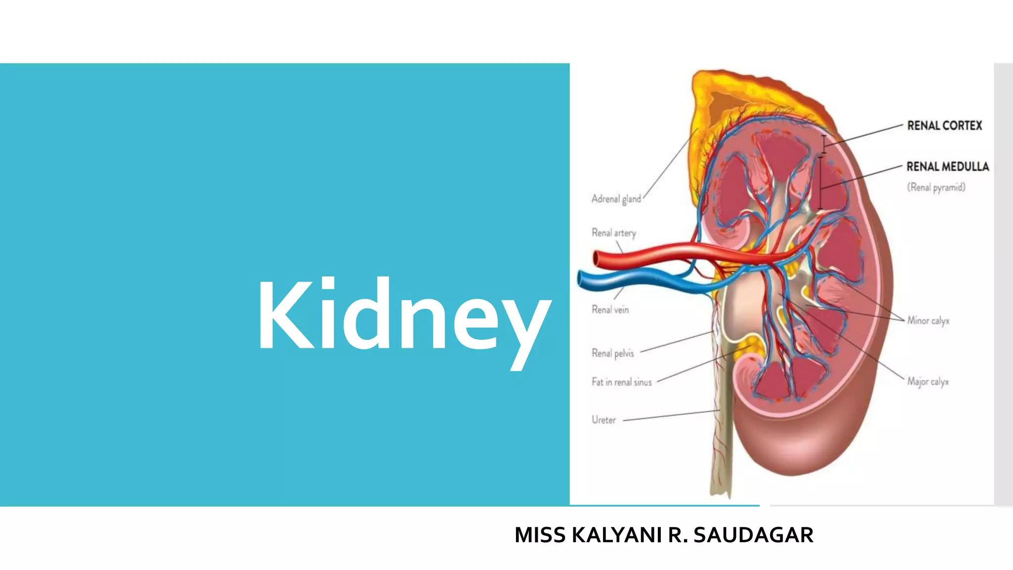 The Kidney: Structure and Functions in Homeostasis | PPT