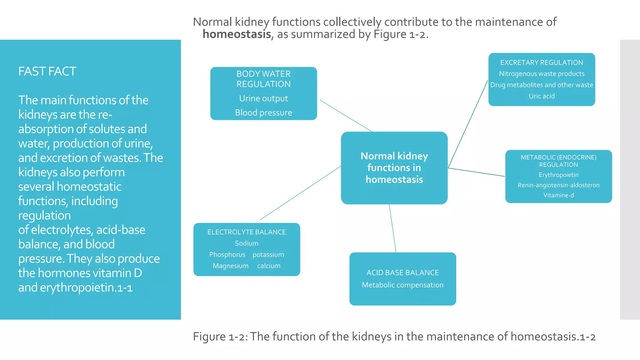Kidney | PPTX