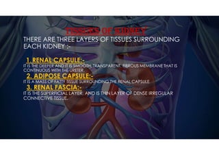 THE KIDNEY. | PDF