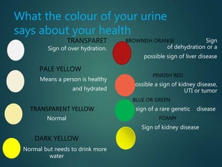 Everything about human kidney | PPTX