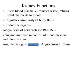 Kidney by ismail Surchi | PPT